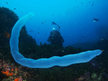 Giant Pyrosome | NatureRules1 Wiki | Fandom