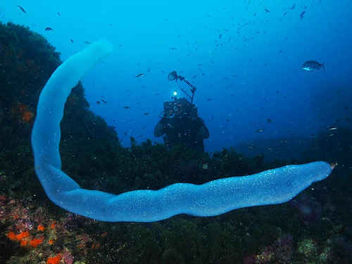Giant Pyrosome | NatureRules1 Wiki | Fandom