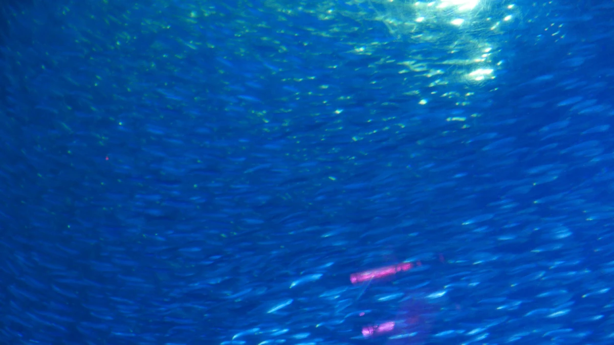 Japanese Pilchard | NatureRules1 Wiki | Fandom