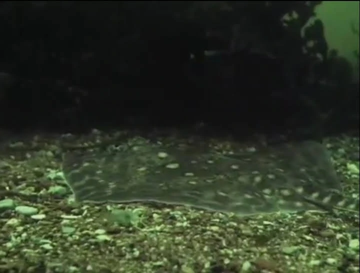 List of Species in Life on Earth | NatureRules1 Wiki | Fandom