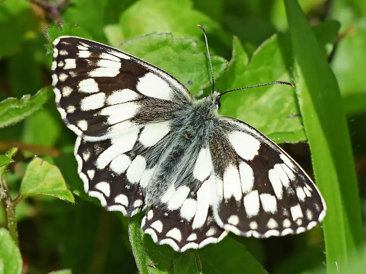 Marbled White Butterfly | NatureRules1 Wiki | Fandom