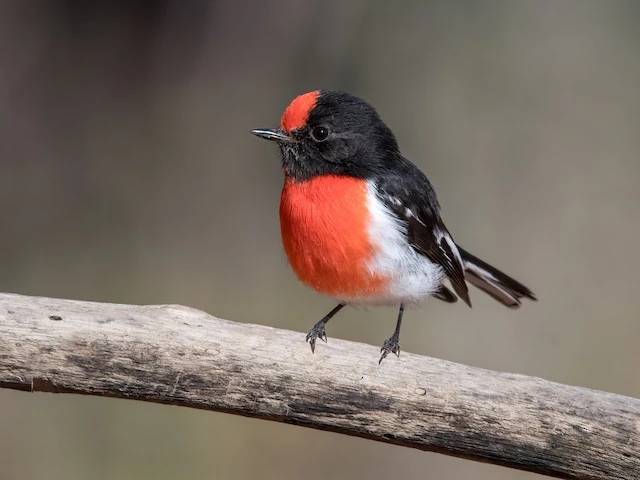 Red-capped Robin | NatureRules1 Wiki | Fandom