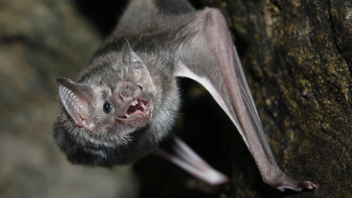 Category:Bats | NatureRules1 Wiki | Fandom