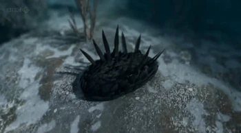 Wiwaxia | NatureRules1 Wiki | Fandom