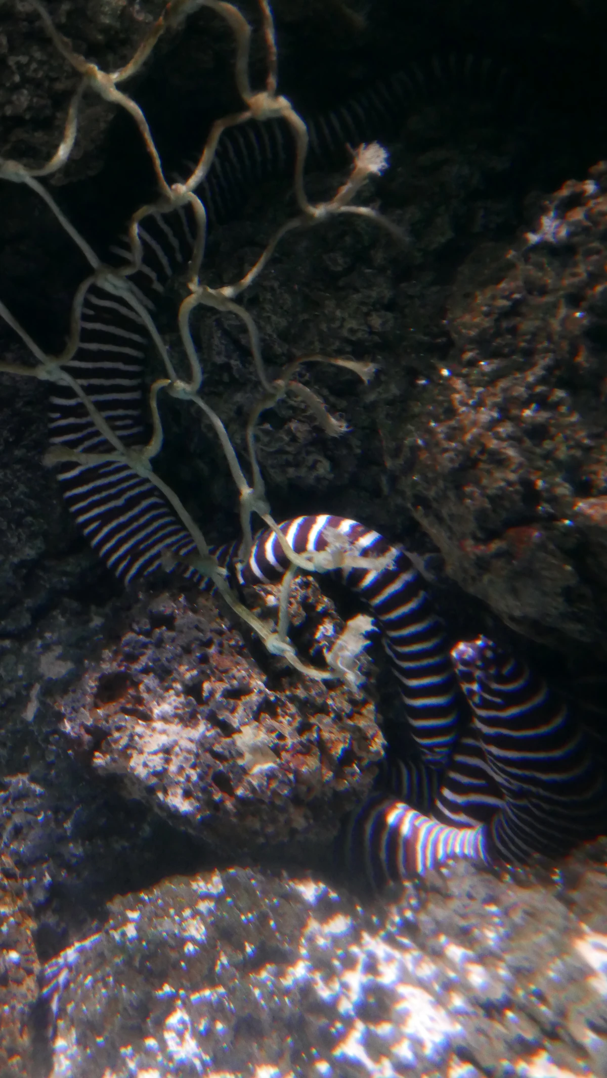 Zebra Moray | NatureRules1 Wiki | Fandom
