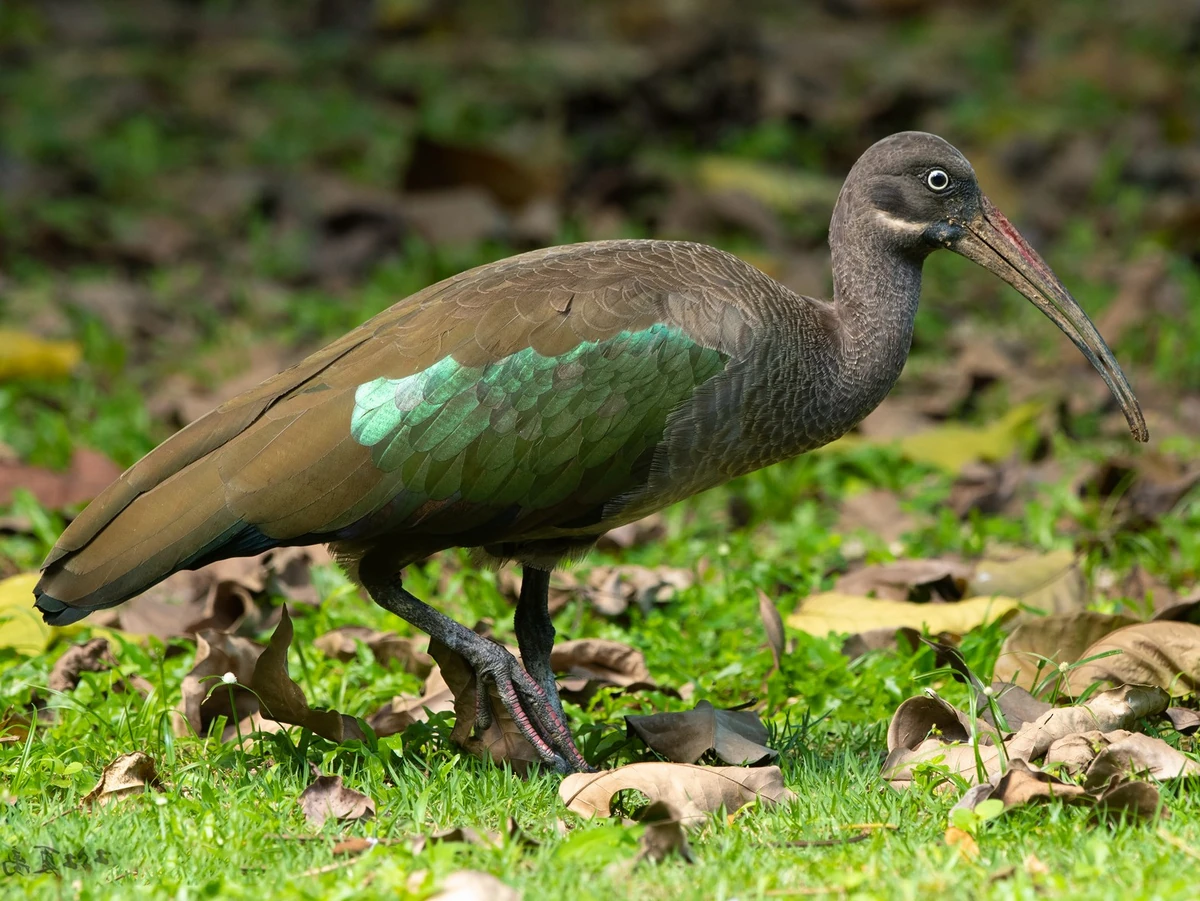 Hadada Ibis | NatureRules1 Wiki | Fandom