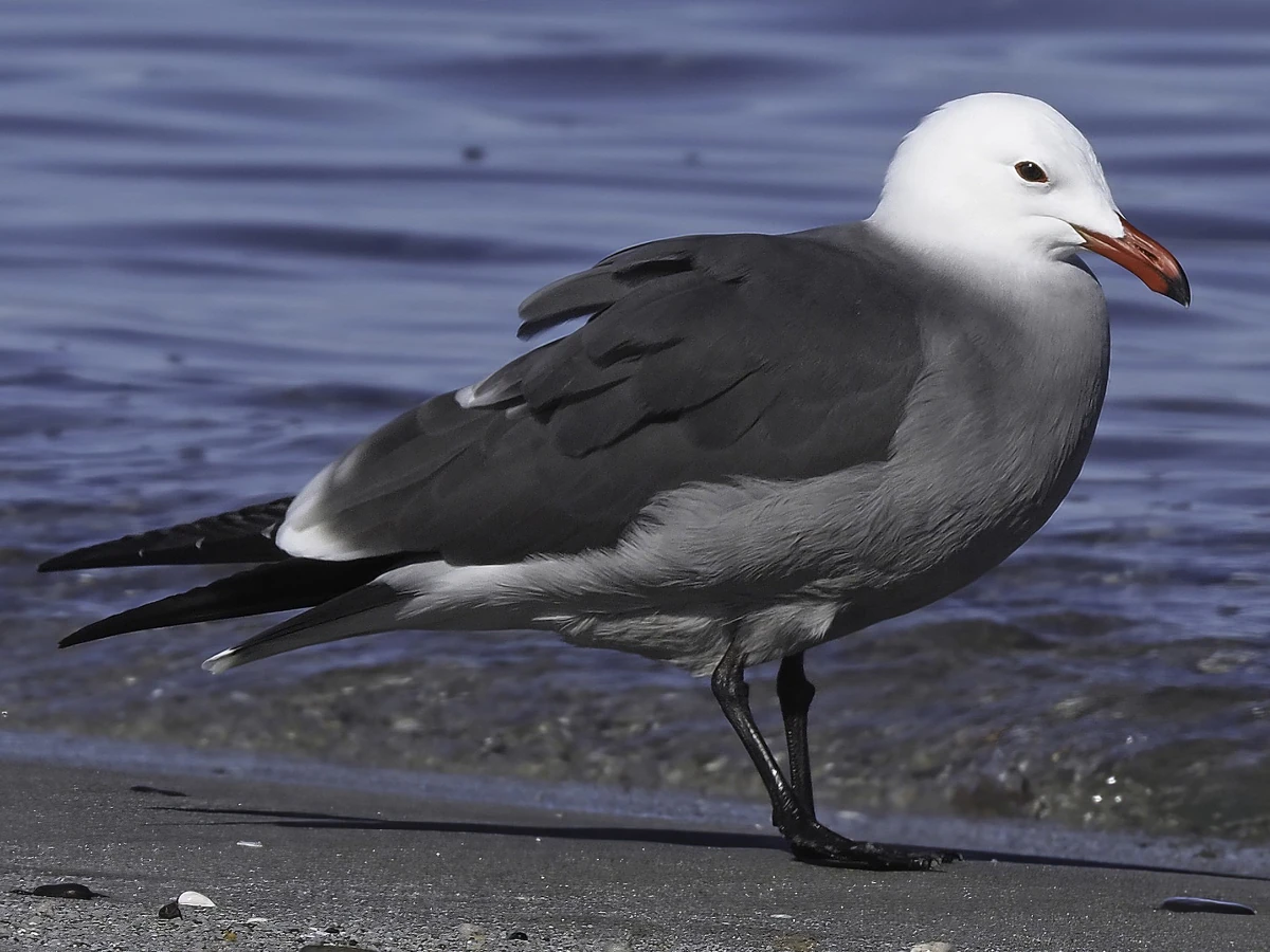 Heermann's Gull | NatureRules1 Wiki | Fandom