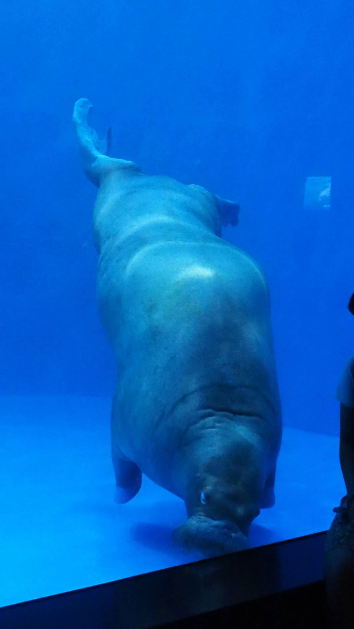 Atlantic Walrus | NatureRules1 Wiki | Fandom