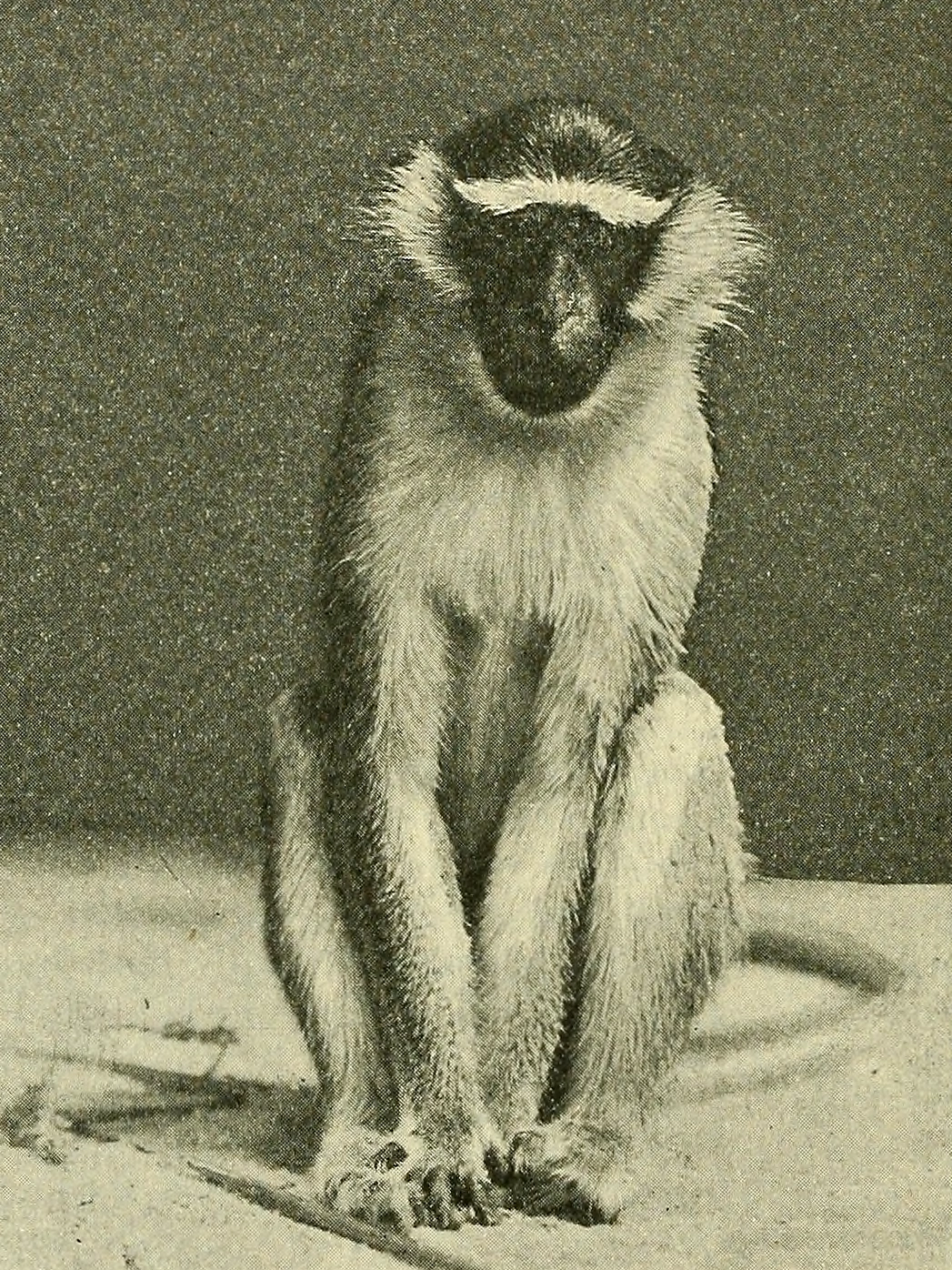 Tantalus Monkey | NatureRules1 Wiki | Fandom