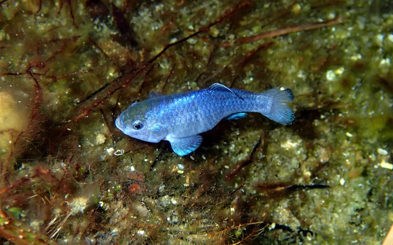 Category:Pupfish | NatureRules1 Wiki | Fandom