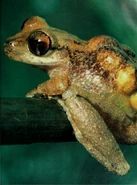 Pygmy Marsupial Frog | NatureRules1 Wiki | Fandom