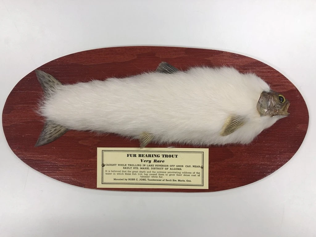 Fur-bearing Trout | NatureRules1 Wiki | Fandom