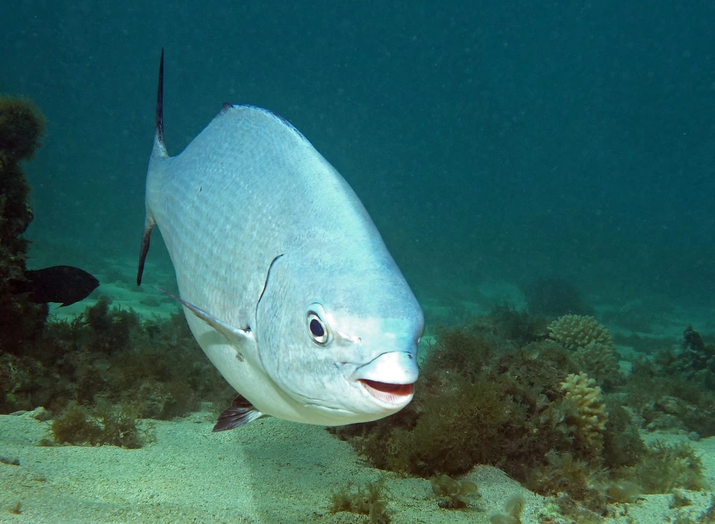 Grey Drummer | NatureRules1 Wiki | Fandom