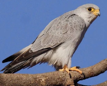 Grey Falcon | NatureRules1 Wiki | Fandom