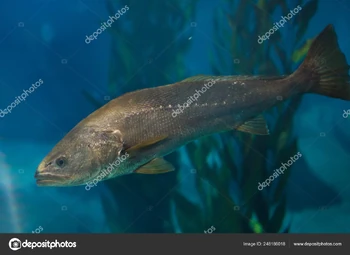 Meagre | NatureRules1 Wiki | Fandom