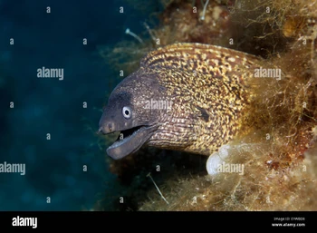 Mediterranean Moray | NatureRules1 Wiki | Fandom