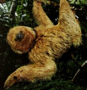 Maned Sloth | NatureRules1 Wiki | Fandom
