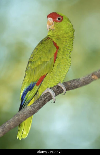 Red-spectacled Amazon | NatureRules1 Wiki | Fandom