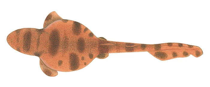 Sarawak Pygmy Swellshark | NatureRules1 Wiki | Fandom