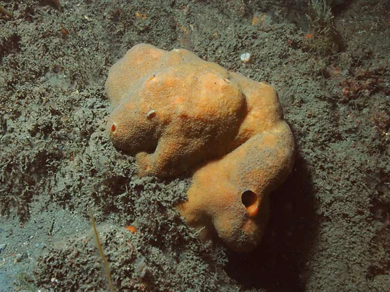 Sea Orange | NatureRules1 Wiki | Fandom