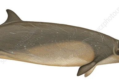 Stejnegers Beaked Whale