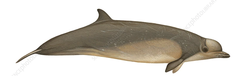 Tropical Bottlenose Whale | NatureRules1 Wiki | Fandom
