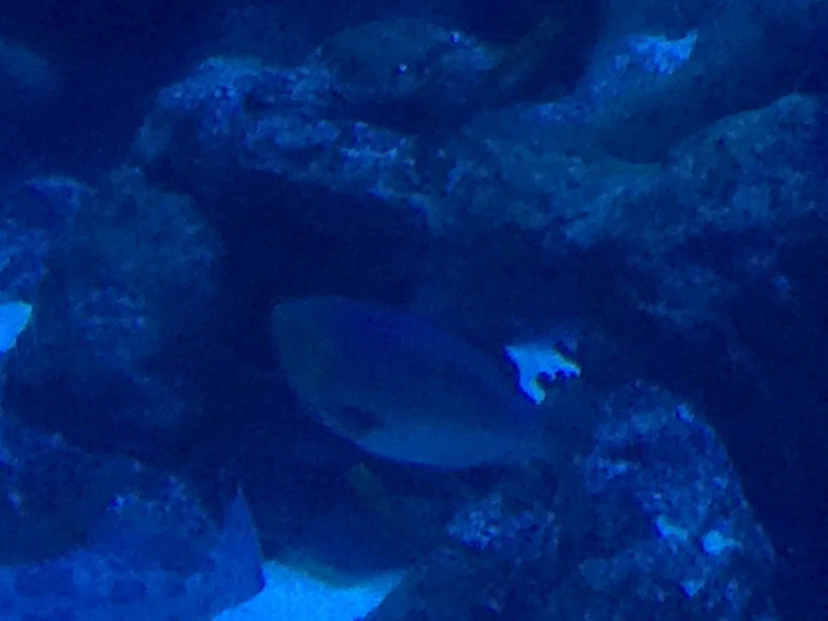 Two-spot Red Snapper | NatureRules1 Wiki | Fandom