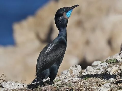 Brandt's Cormorant | NatureRules1 Wiki | Fandom