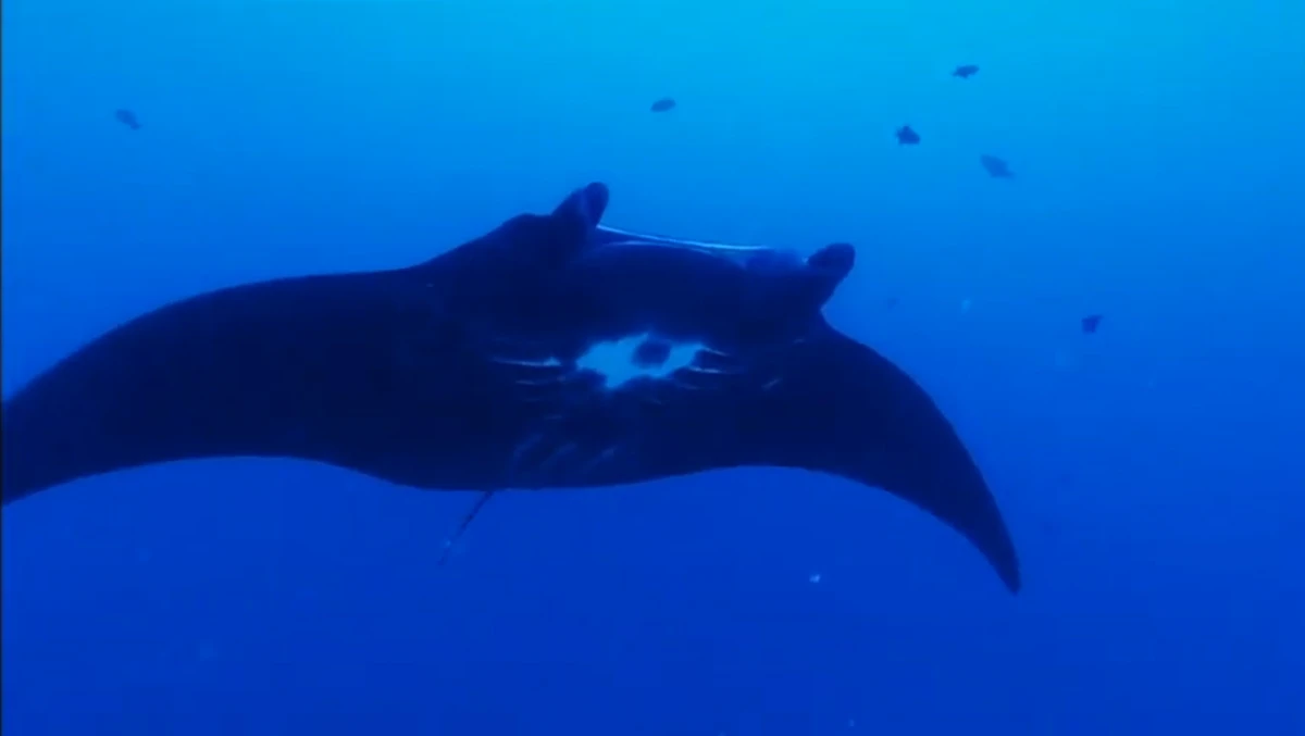 Open Ocean (Marine Life Park) | NatureRules1 Wiki | Fandom