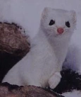 Long-tailed Weasel | NatureRules1 Wiki | Fandom
