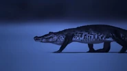 Cuban Crocodile | NatureRules1 Wiki | Fandom