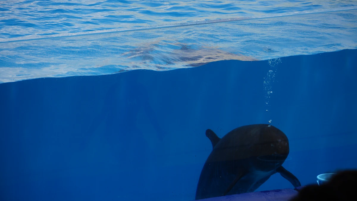Pygmy Killer Whale | NatureRules1 Wiki | Fandom