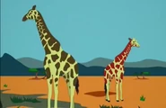 Reticulated Giraffe | NatureRules1 Wiki | Fandom