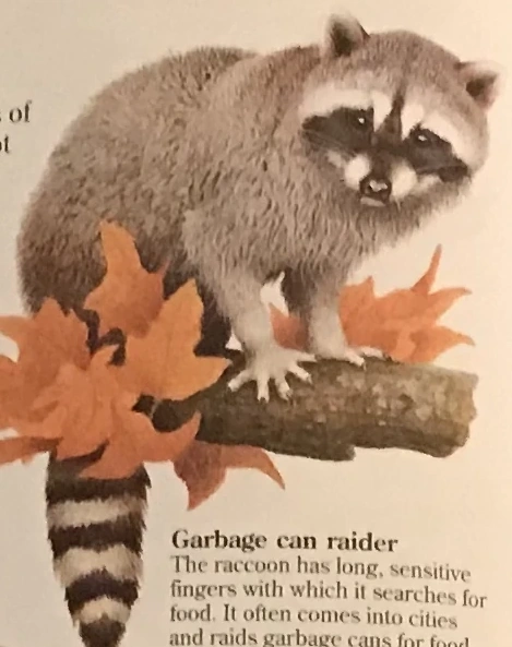 North American Raccoon/Books | NatureRules1 Wiki | Fandom