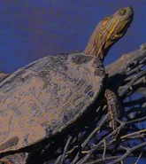 Painted Turtle | NatureRules1 Wiki | Fandom