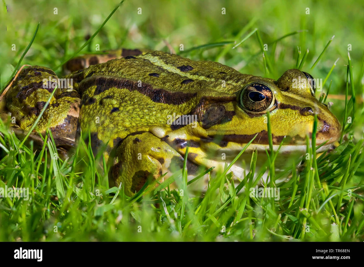 Edible Frog | NatureRules1 Wiki | Fandom
