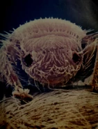 Bee Louse | NatureRules1 Wiki | Fandom