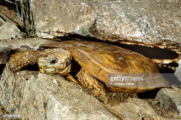 Pancake Tortoise | NatureRules1 Wiki | Fandom