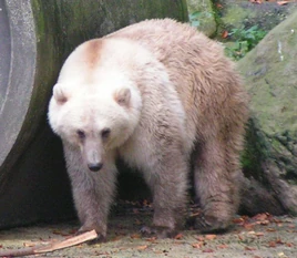 Grolar Bear | NatureRules1 Wiki | Fandom