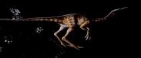 Coelophysis | NatureRules1 Wiki | Fandom