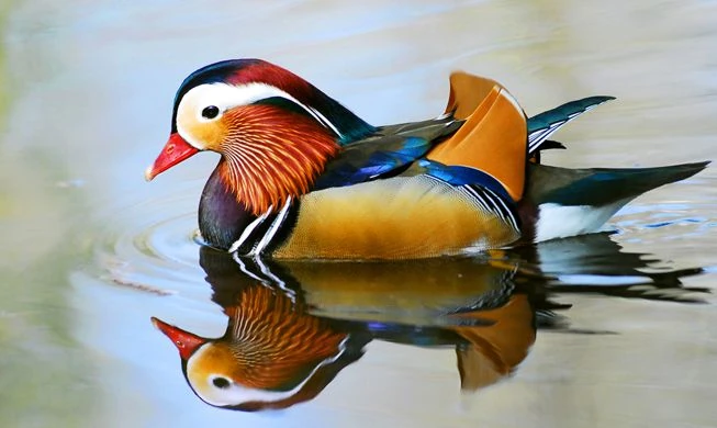 Mandarin Duck | NatureRules1 Wiki | Fandom