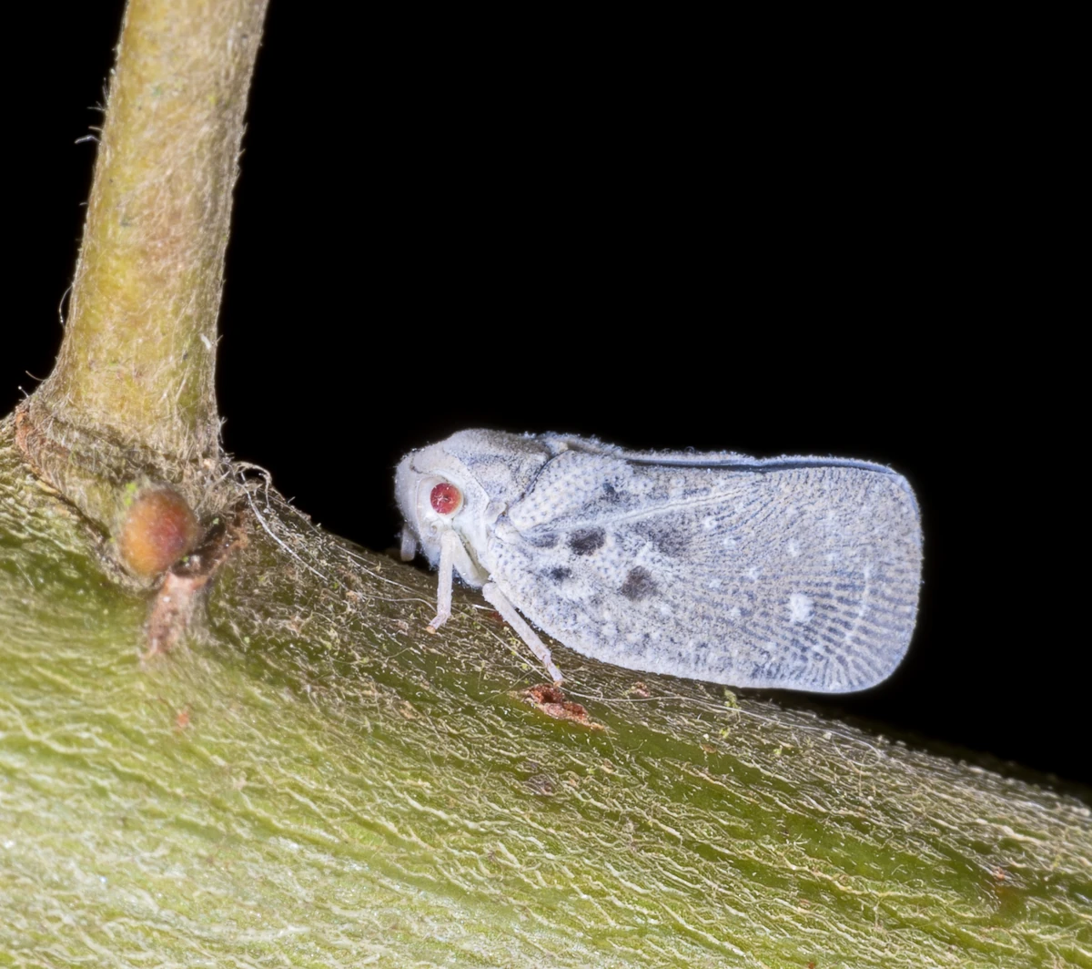 Citrus Flatid Planthopper | NatureRules1 Wiki | Fandom