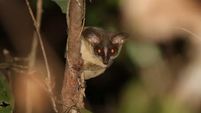 Rondo Dwarf Galago | NatureRules1 Wiki | Fandom