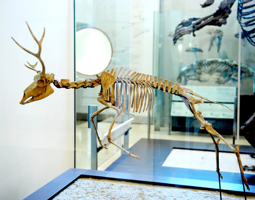 Ramoceros | NatureRules1 Wiki | Fandom