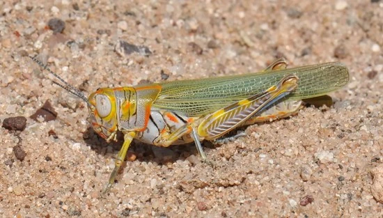 Red-lined Grasshopper | NatureRules1 Wiki | Fandom