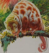 Common Spotted Cuscus | NatureRules1 Wiki | Fandom