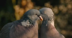 animals in love 2007