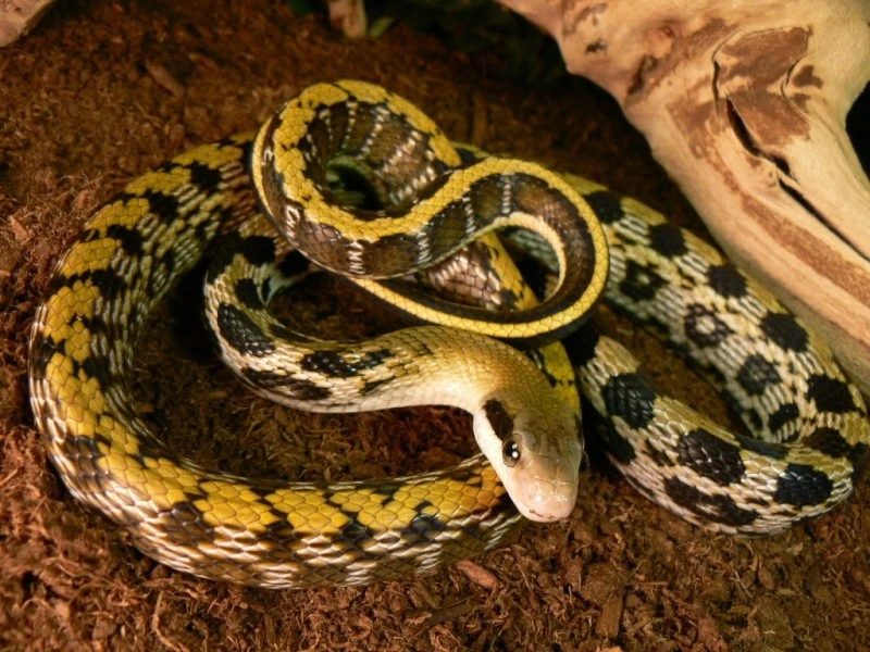 Beauty Rat Snake | NatureRules1 Wiki | Fandom