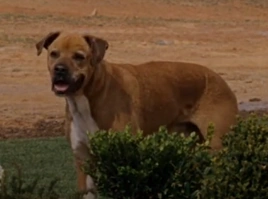 Noah's Ark Species List | NatureRules1 Wiki | Fandom