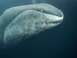 Category:Baleen Whales | NatureRules1 Wiki | Fandom
